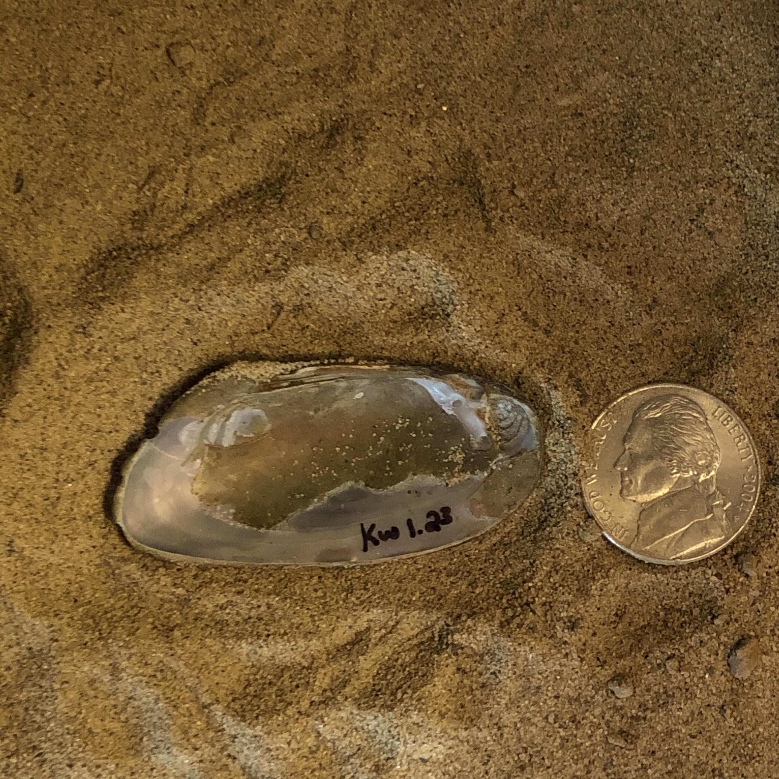 How water pH affects shell shape in fresh water bivalves | Scholar
